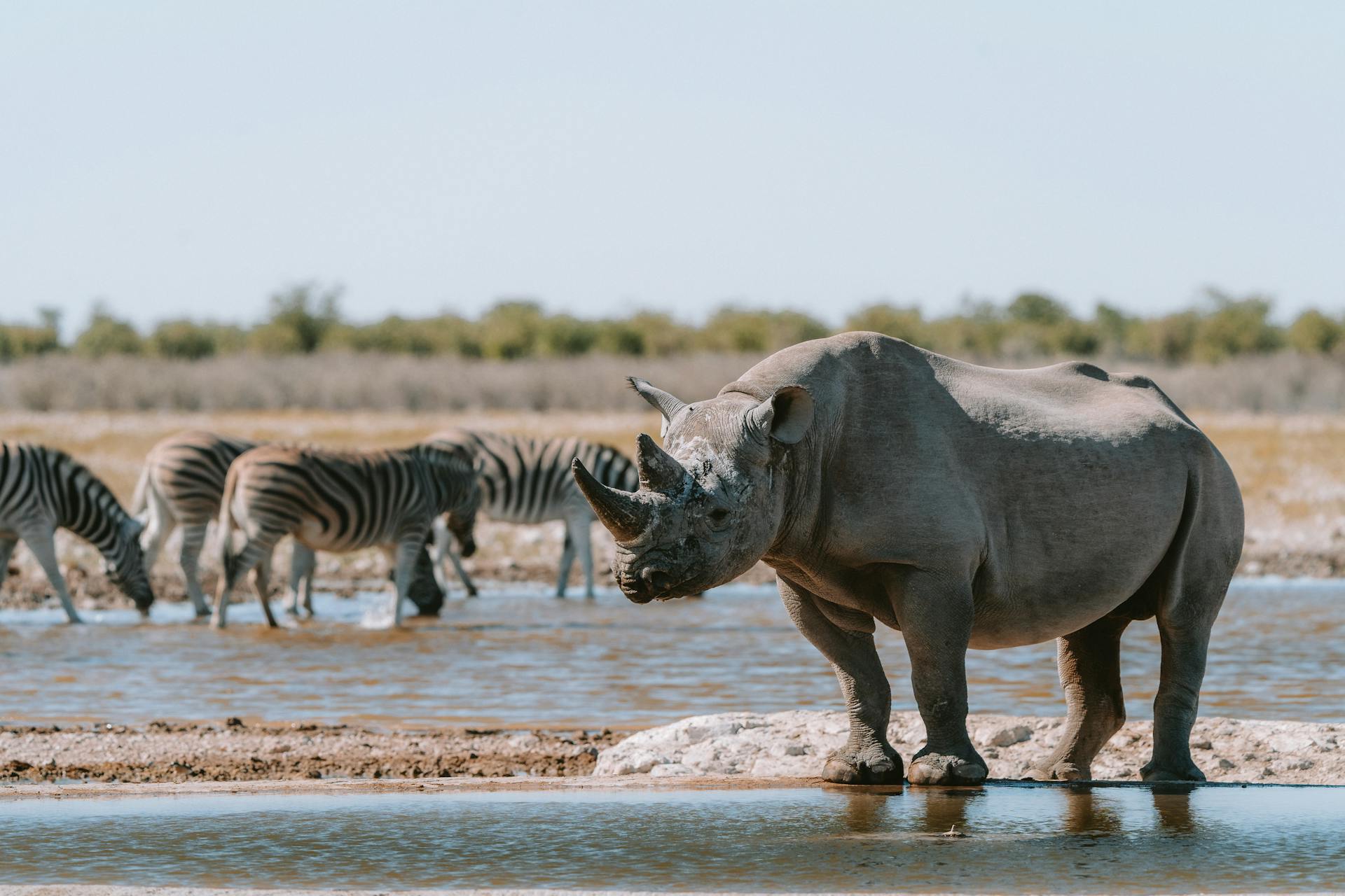 Big Five in Etosha | Lions, Elephants, Leopards & Rhinos