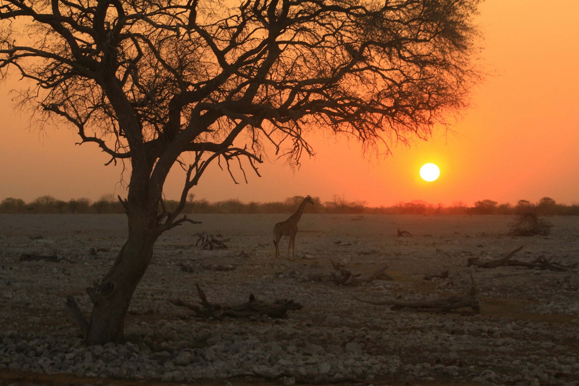 Etosha in November | Namibia Trip Planning Tips 2026/2027