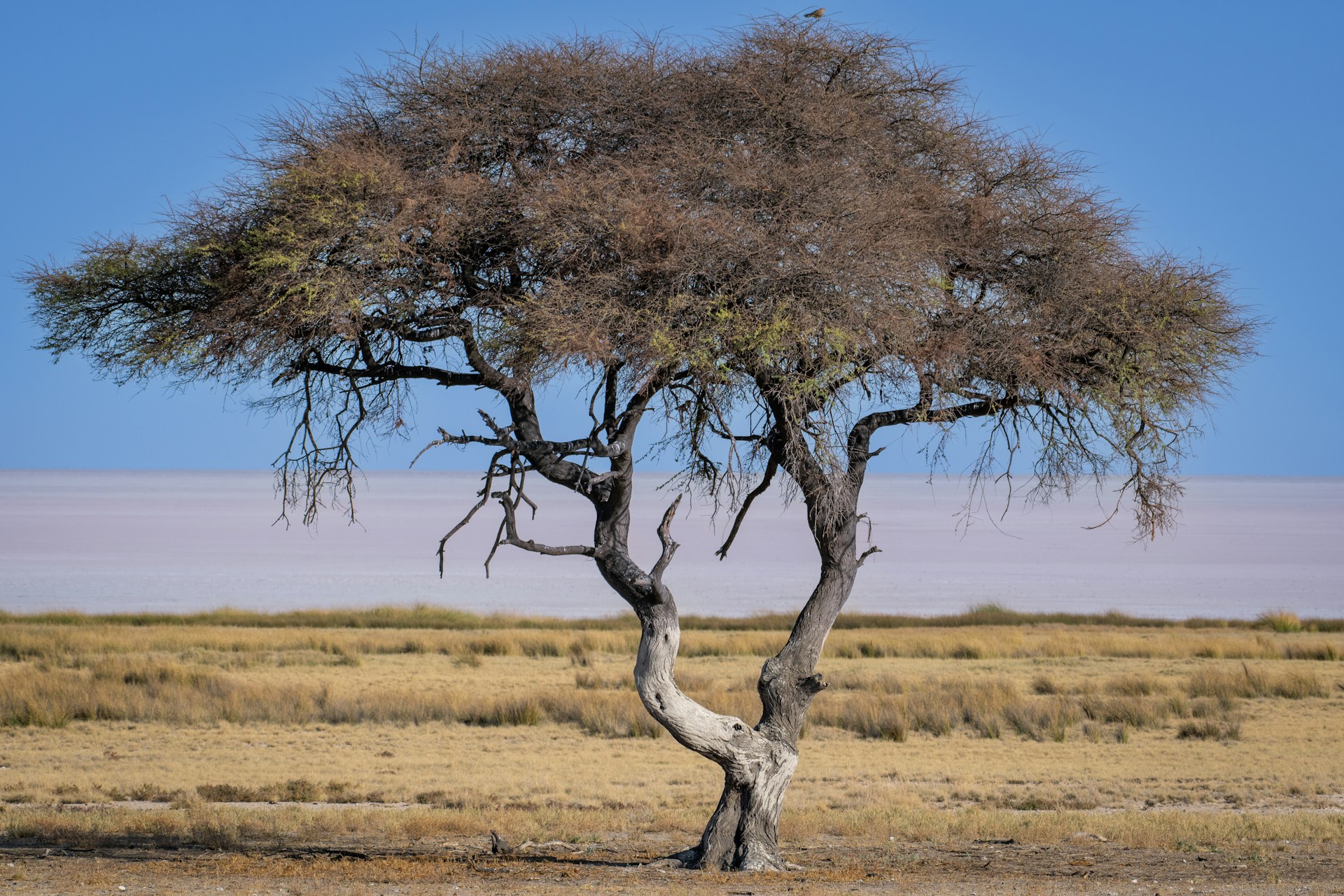 Etosha Pan | Salt Flat, Wildlife & Transformation in Namibia