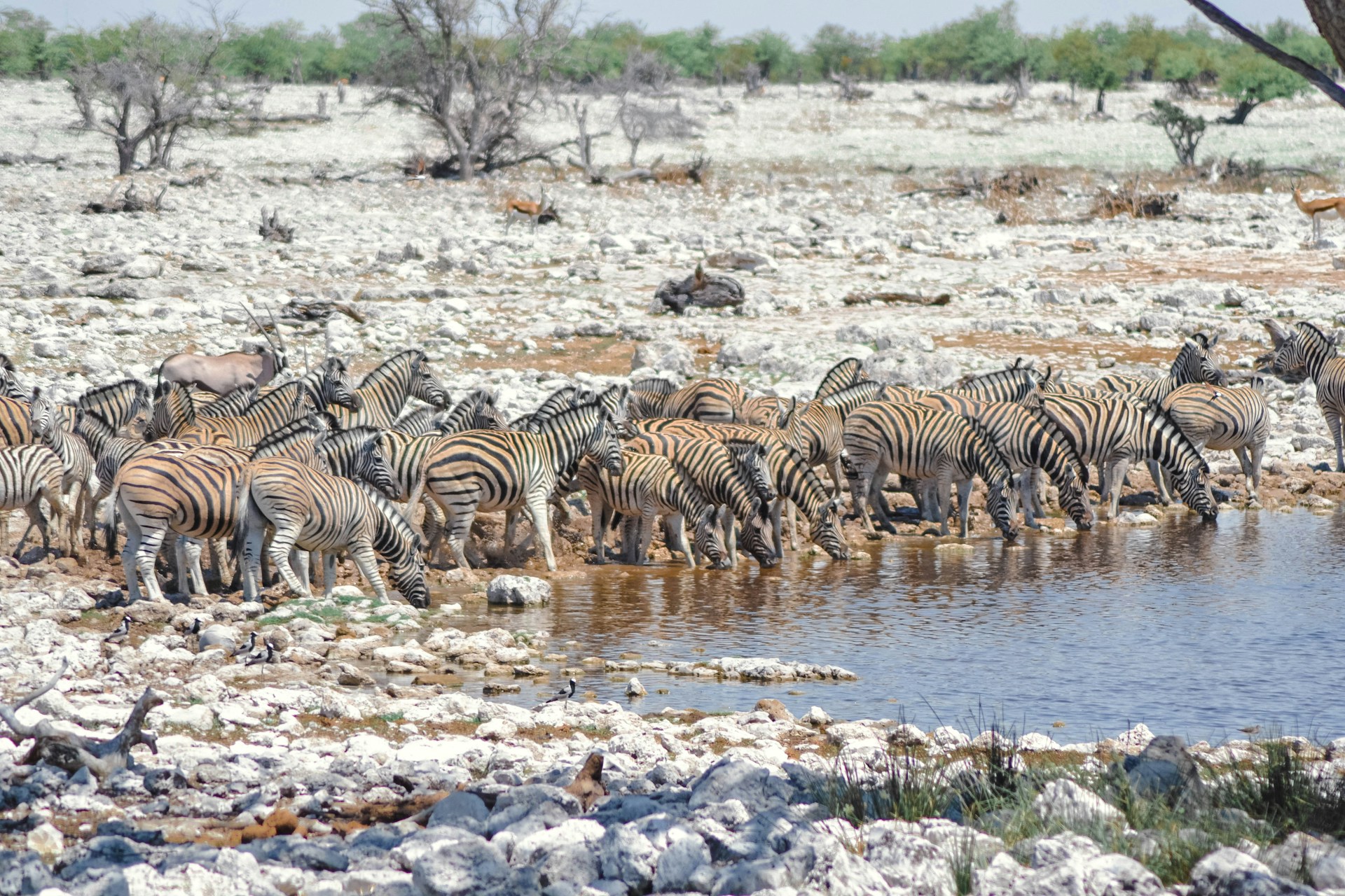 Goas Waterhole | Top Wildlife & Bird-watching in Etosha