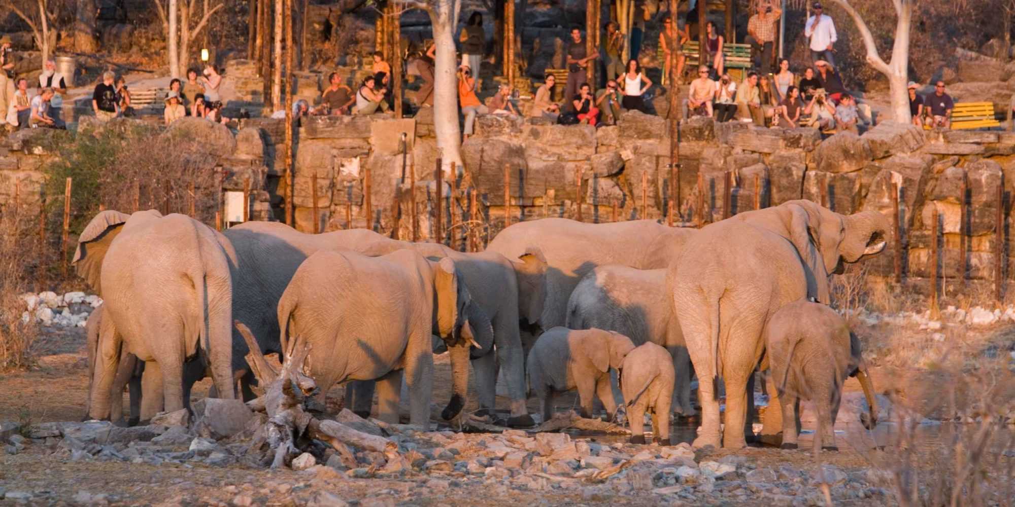 Halali Region in Etosha | Wildlife, Waterholes & Camps